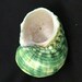 Green Silver Mouth Turbo Seashell - Etsy