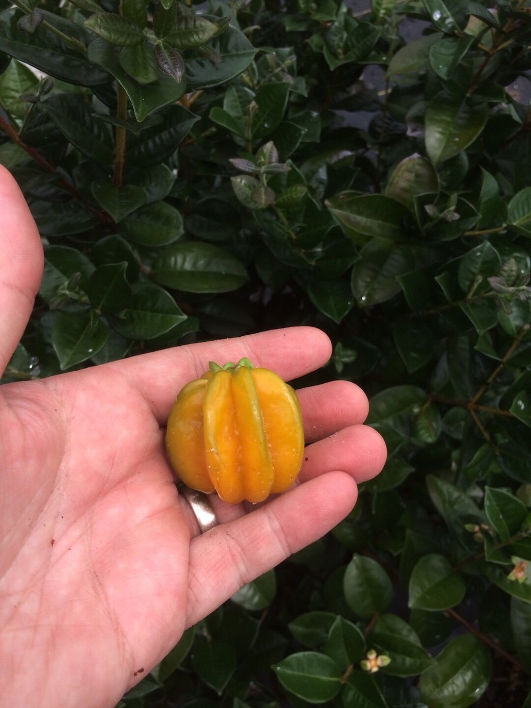 Pitangatuba Star Cherry, Eugenia Selloi, Rooted Plant Shipped in 3" Pot ...