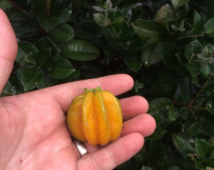 Pitangatuba Star Cherry, Eugenia Selloi, Rooted Plant Shipped in 3" Pot ...