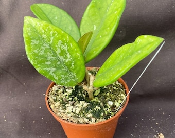 Hoya Sp. Timor, Rare & Beautiful Hoya, Rooted Plant Shipped in 2.5 Pot ...