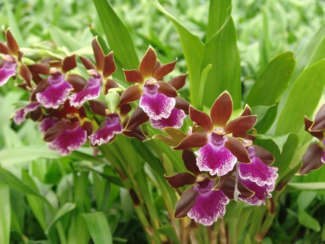 Zygopetalum Debbie De Mello 'honolulu Baby' AM/AOS. Fragrant, Orchid ...