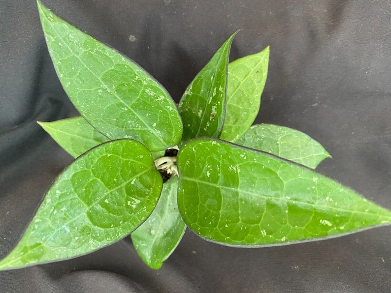 Hoya Parasitica 'black Margin' Rare Hoya Rooted Plant - Etsy