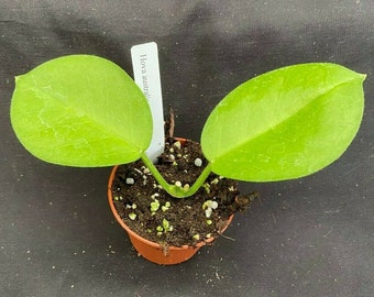 Hoya Sp. Timor, Rare & Beautiful Hoya, Rooted Plant Shipped in 2.5" Pot ...