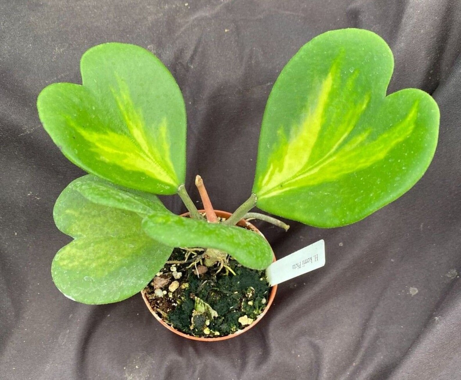 Hoya Kerrii 'picta' the Variegated Sweetheart Hoya, Rooted Plant - Etsy