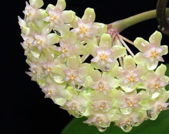 Hoya Sp. Timor, Rare & Beautiful Hoya, Rooted Plant Shipped in 2.5" Pot ...