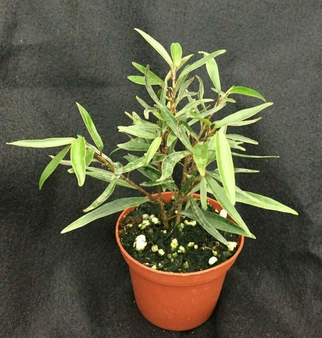 Willow Leaf Ficus, Ficus Salicifolia, Great Dwarf Tree! Rooted Plant Shipped in 3" Pot - Etsy