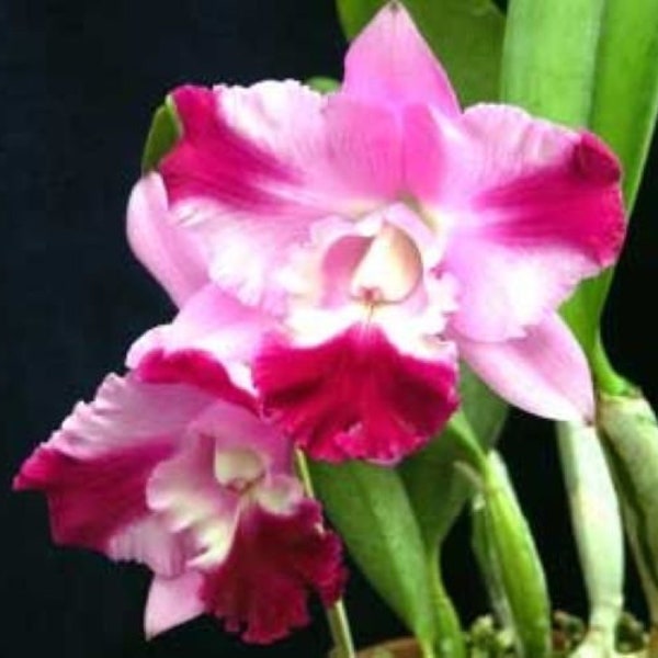 Orchid Plant Live - Etsy