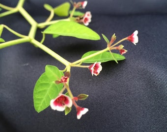 String of Stars Plant - Etsy