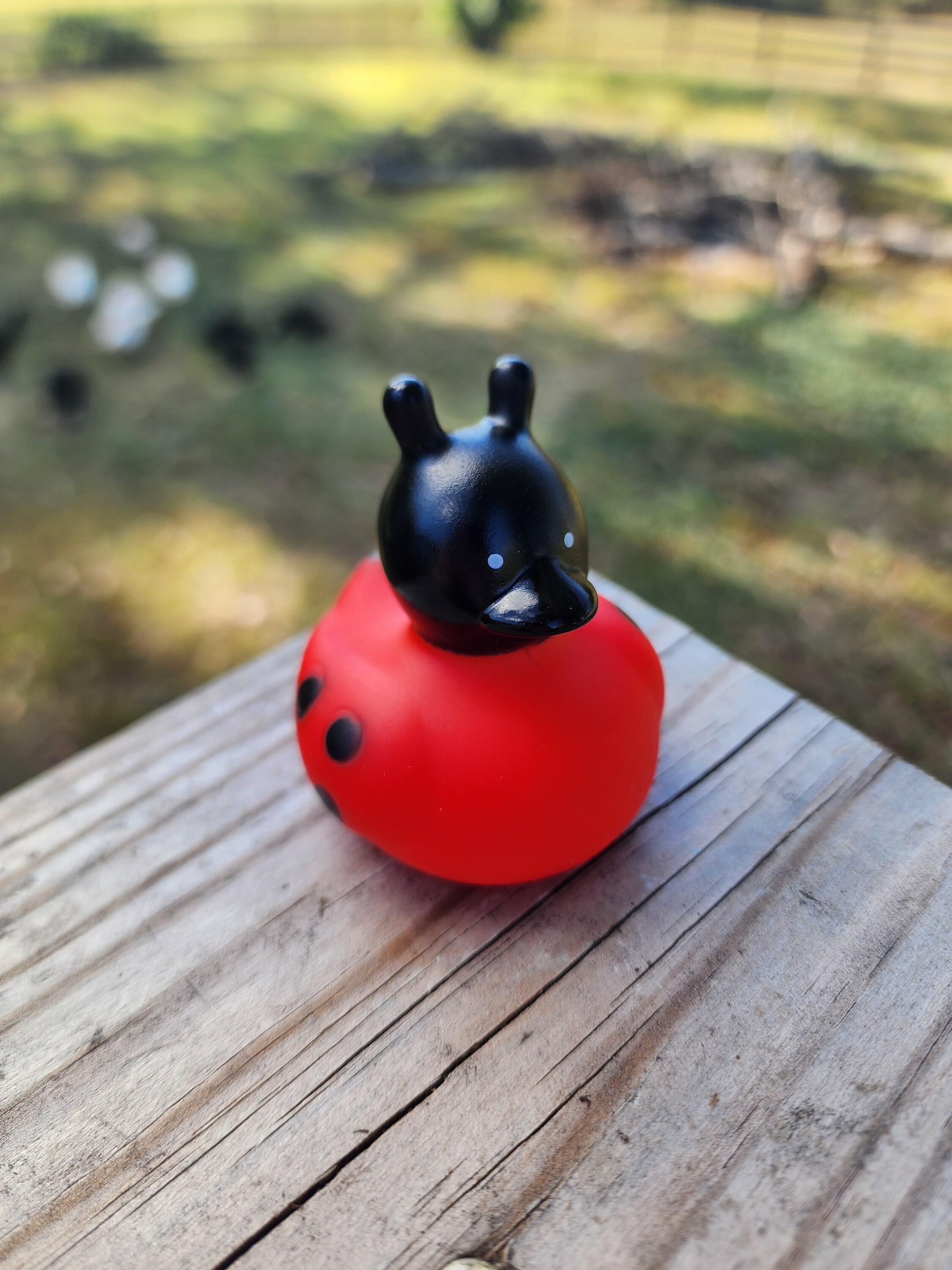 Spring Insect Themed Rubber Duck Ducks Bee Lady Bug Firefly Yellow Blue ...