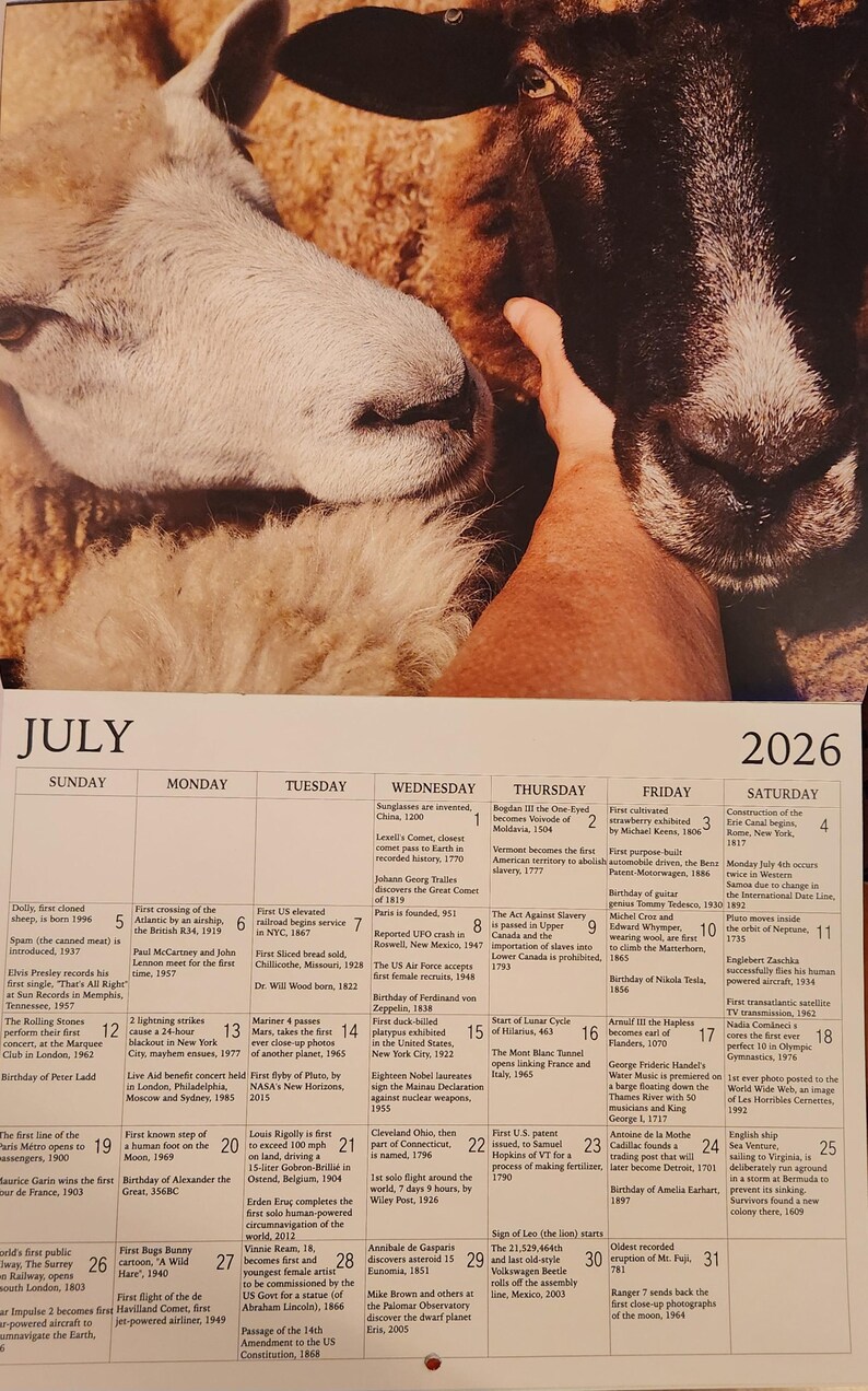2026 Sheep Calendar. Wall Art Featuring Lambs, Sheep, New England Farm ...