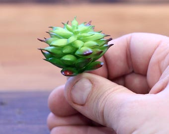 Succulent plants | Etsy