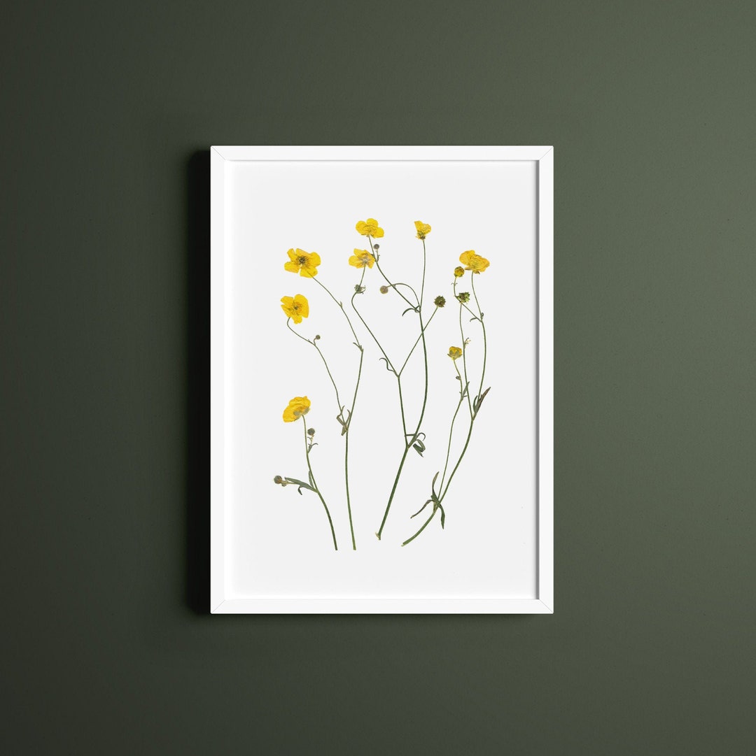 Buttercup print, flower poster, flower art, floral wall art, silhouette ...