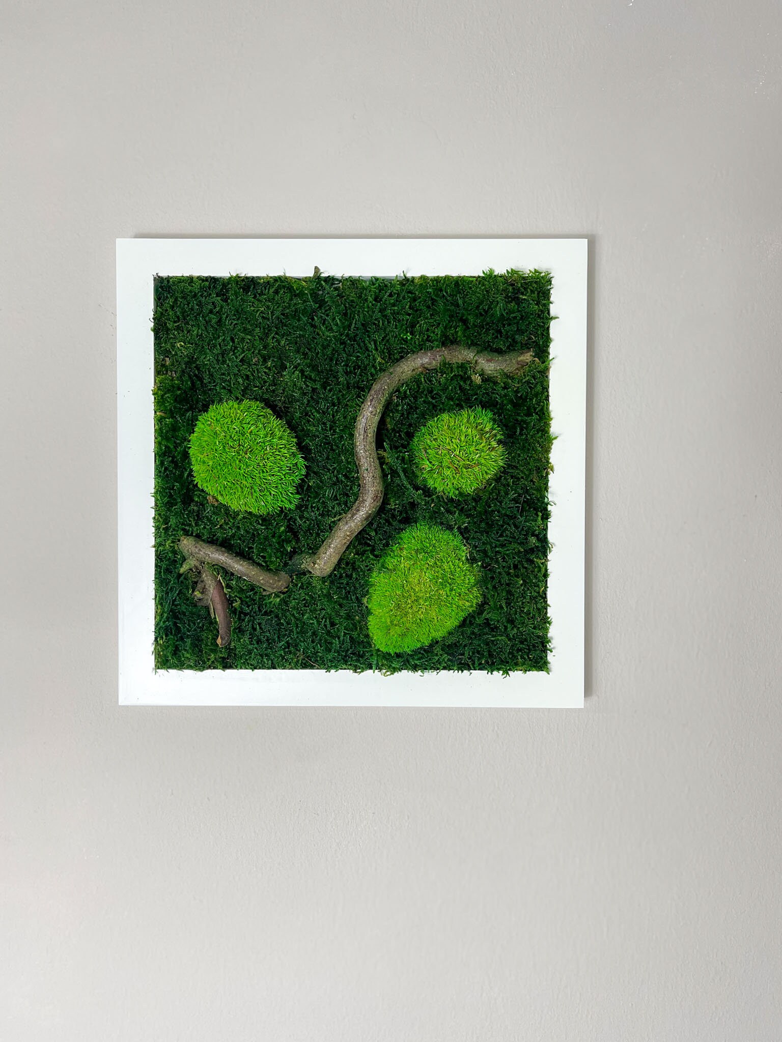 Moss Picture With Wooden Square Frame Color Selection Ballmoss - Etsy