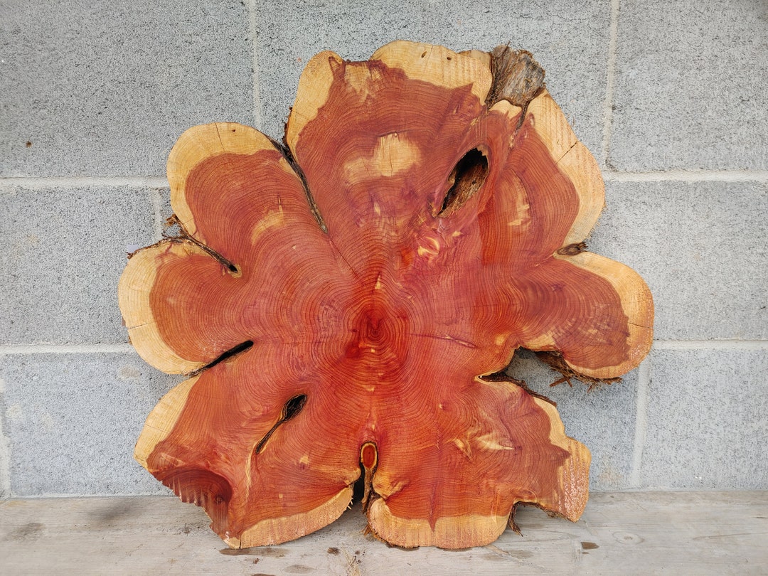 Southern Cedar Slab live Edge tree Slice Wood Cookie - Etsy