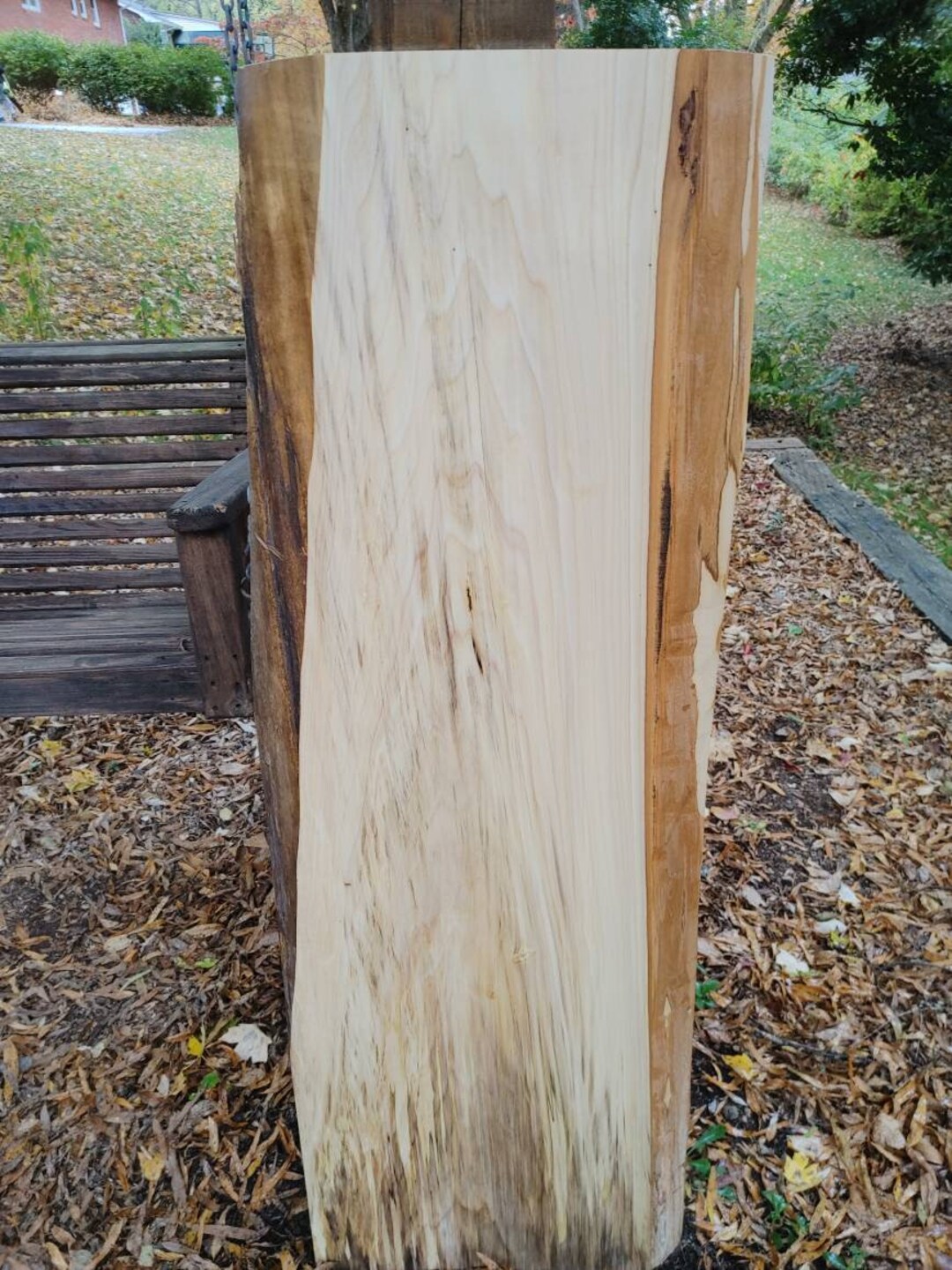 TULIP POPLAR Slab live Edge Thick Slab spalted - Etsy