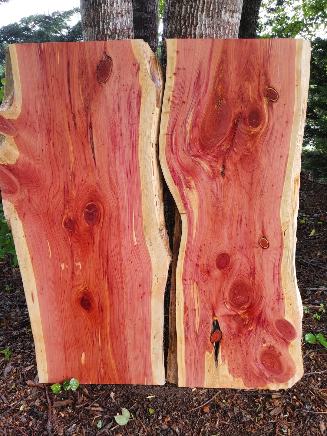 SPALTED CEDAR SLABS 2 live Edge River Table Set thick Slabs Epoxy Slabs ...