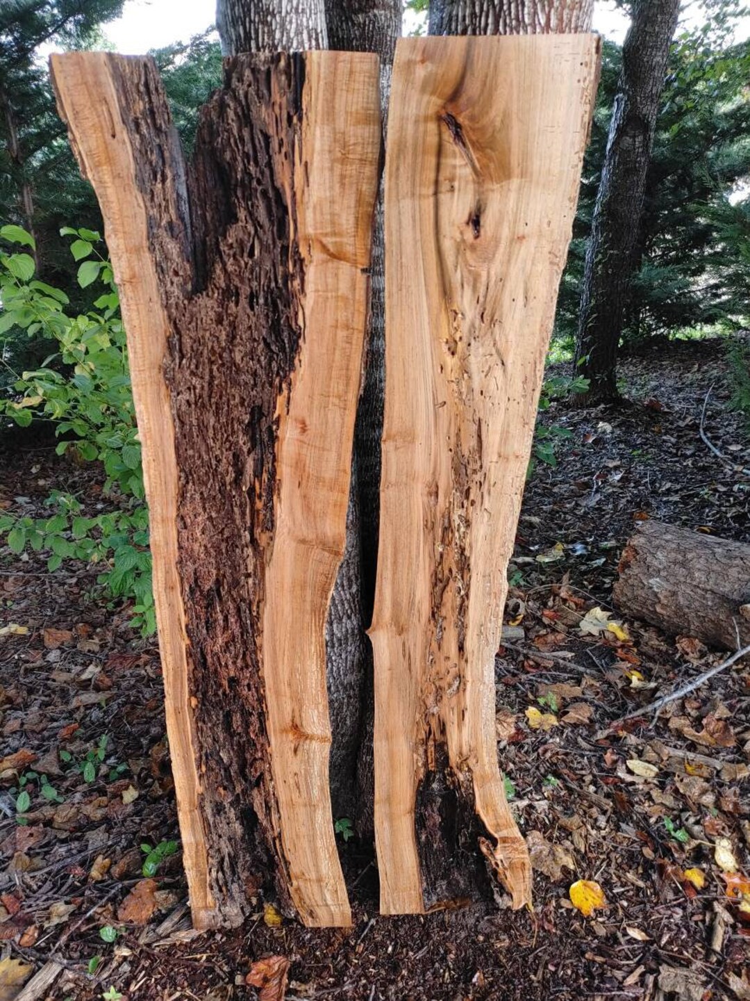 AMBROSIA MAPLE Wood (2 Slabs) Live Edge (river Table Set) Thick ...