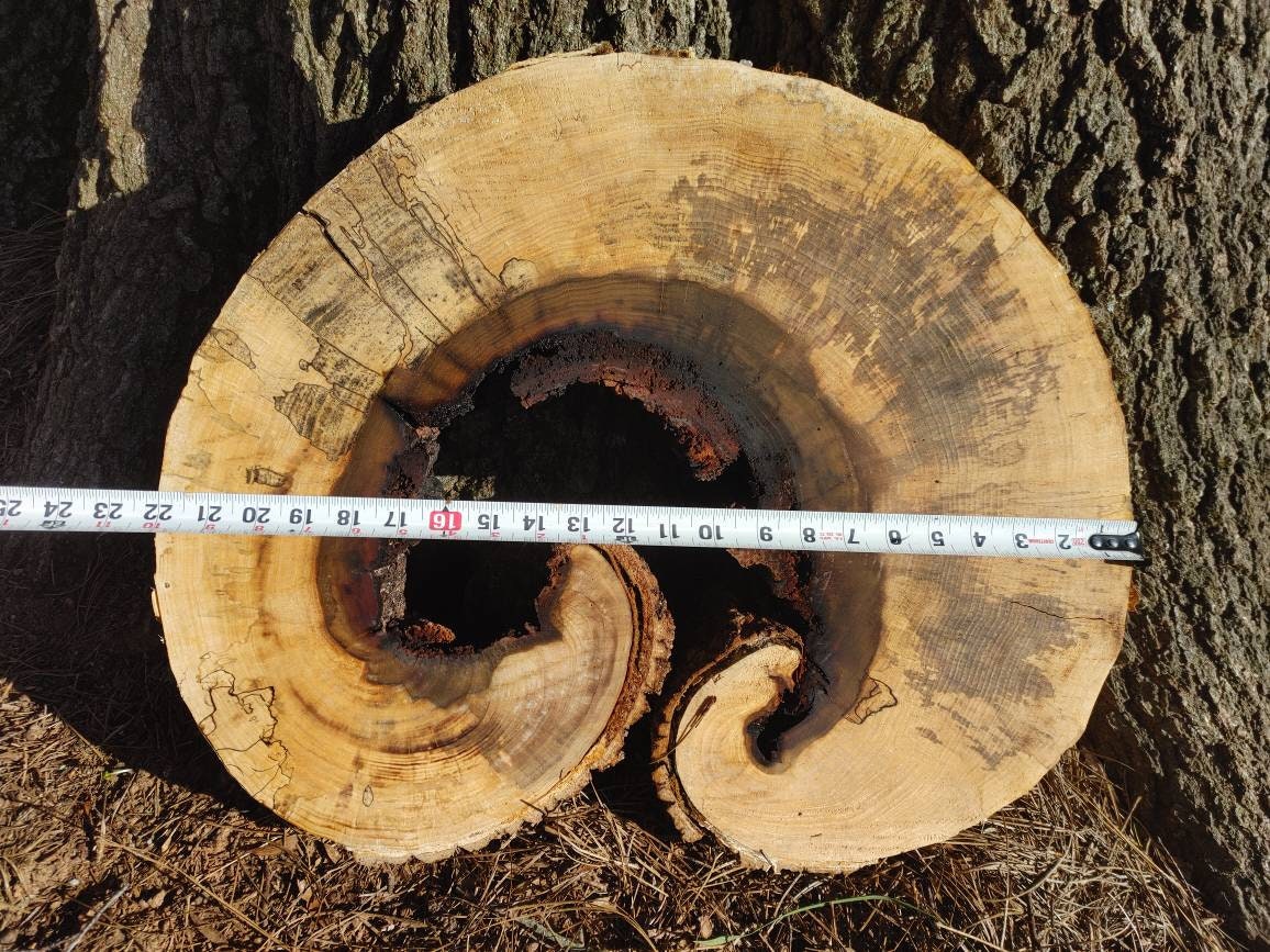 RAINBOW POPLAR Slab (live Edge) (tree Slice, Wood Cookie, Table Top ...