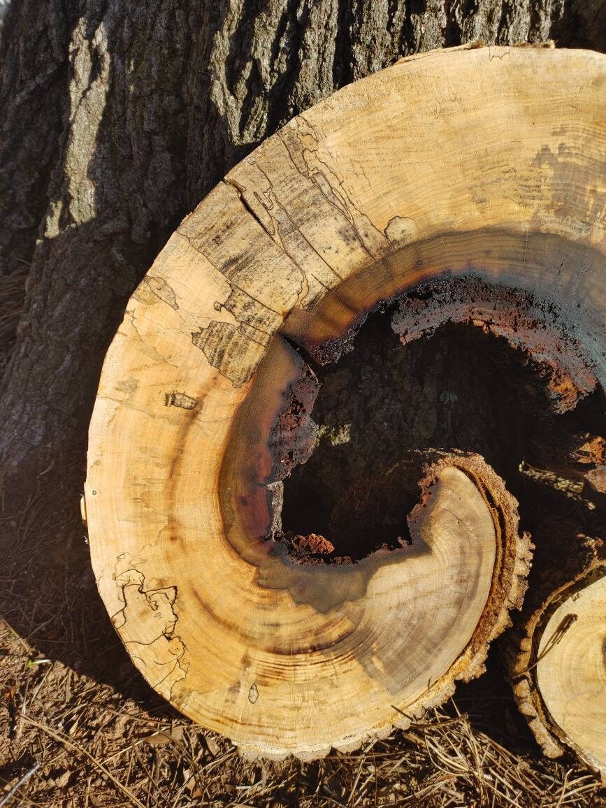 RAINBOW POPLAR Slab (live Edge) (tree Slice, Wood Cookie, Table Top ...