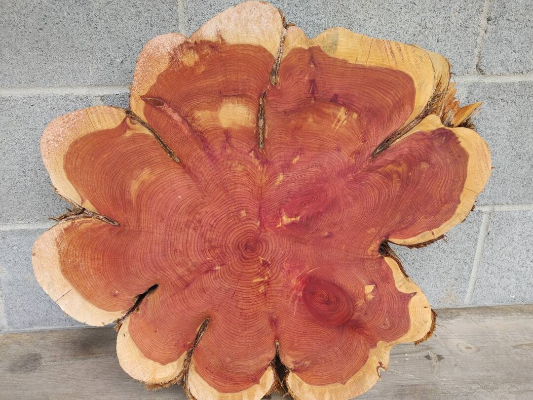 Southern Cedar Slab live Edge tree Slice Wood Cookie - Etsy