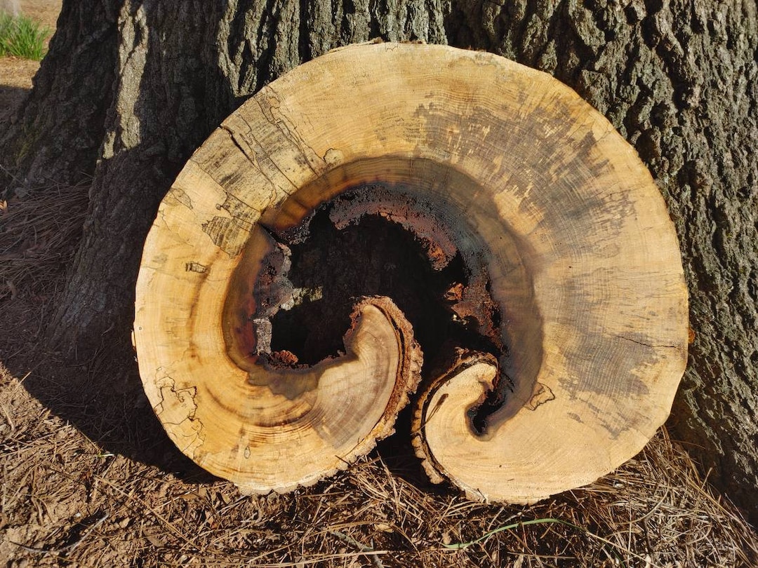 RAINBOW POPLAR Slab (live Edge) (tree Slice, Wood Cookie, Table Top ...