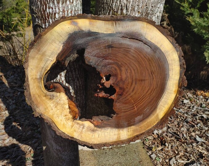 BLACK WALNUT Slab live Edge tree Slice, Wood Cookie, Table Top Thick ...