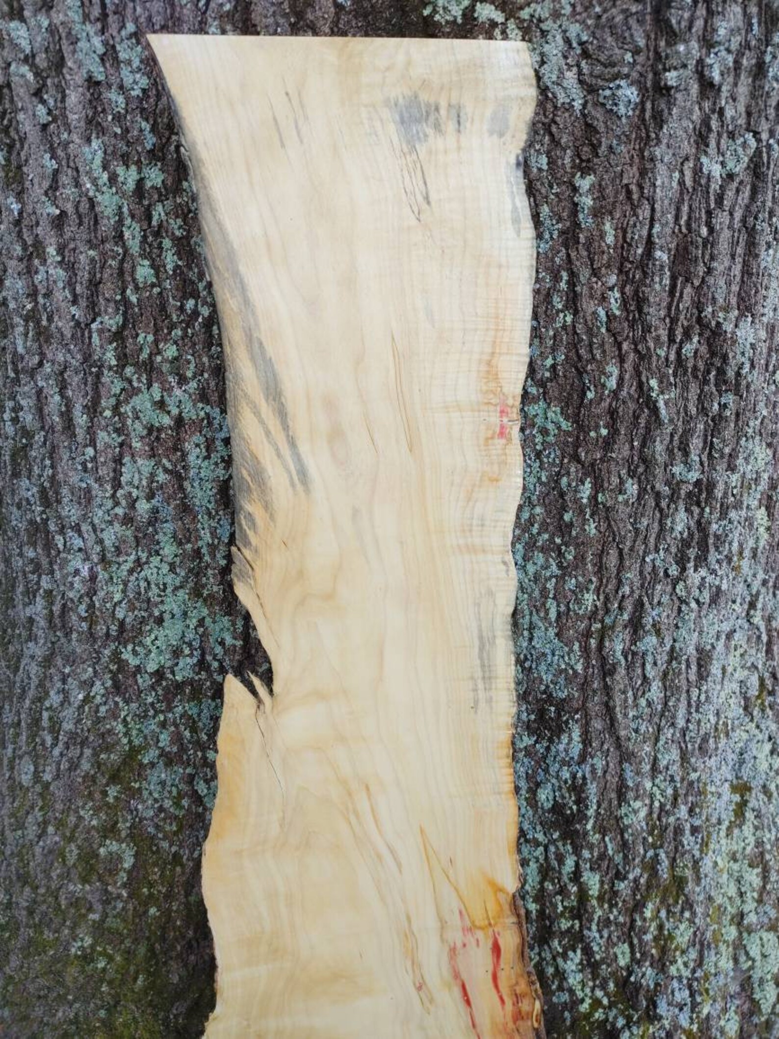 Box Elder Maple live Edge Red Flame Wood thick Slab - Etsy