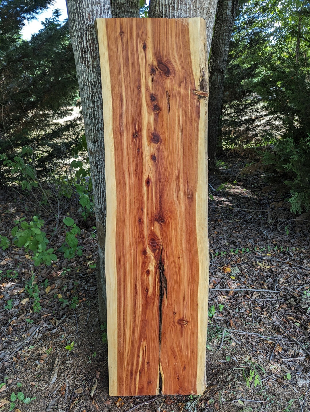 Spalted Cedar Slab (live Edge) Thick Slab. (epoxy Slab) Unfinished. - Etsy