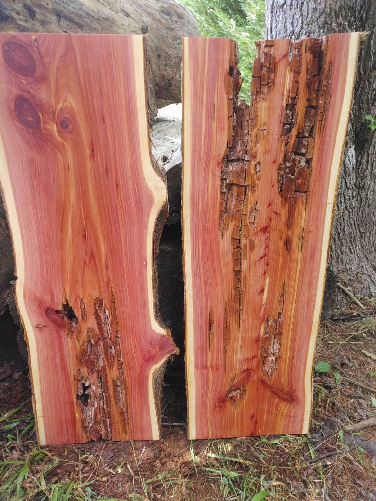 SPALTED CEDAR SLABS 2 live Edge River Table Set thick - Etsy