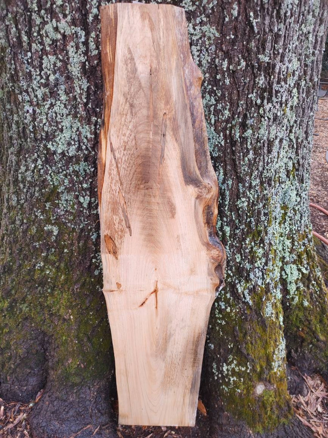 AMBROSIA MAPLE Wood Slab live Edge Spalted - Etsy