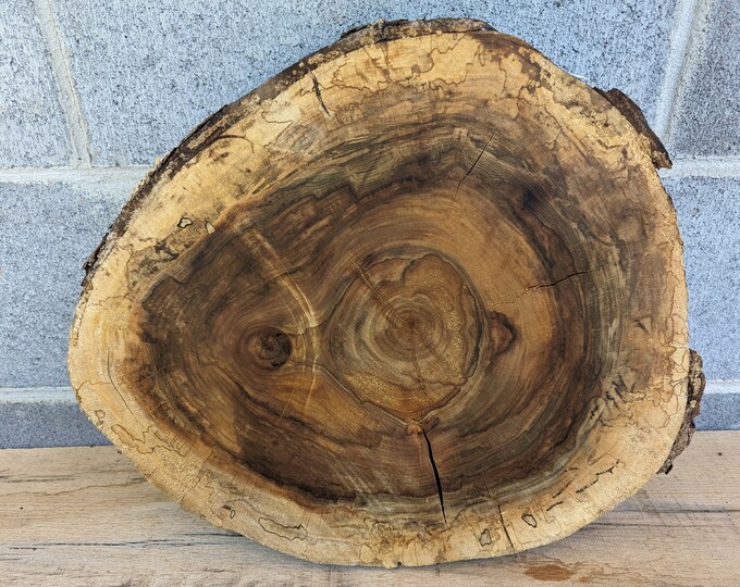 AMBROSIA MAPLE Cookie, Spalted, Slab (live Edge) Tree Slice, Wood ...