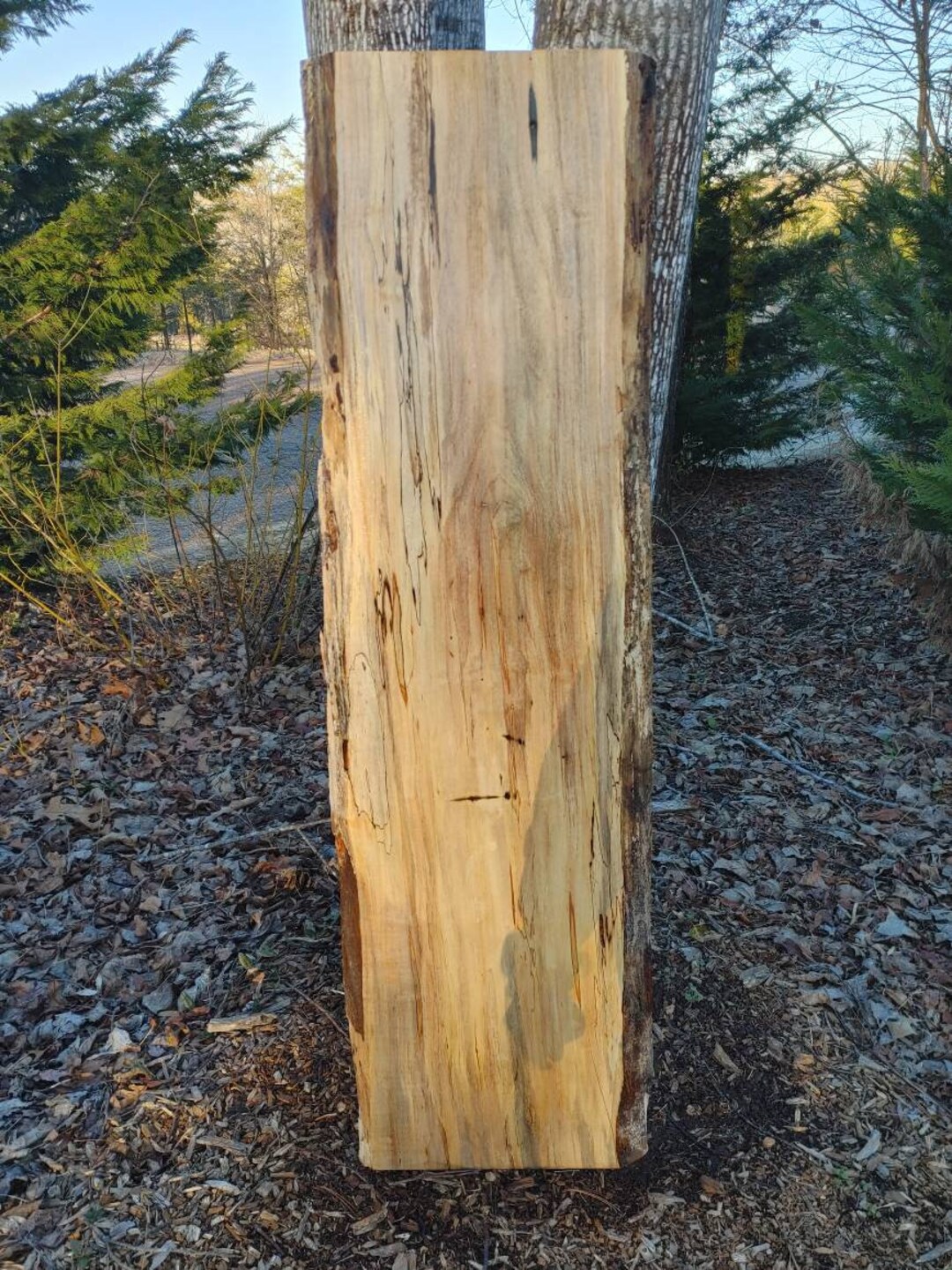 AMBROSIA MAPLE Wood Slab (live Edge) Spalted (bench, Shelf, Table ...