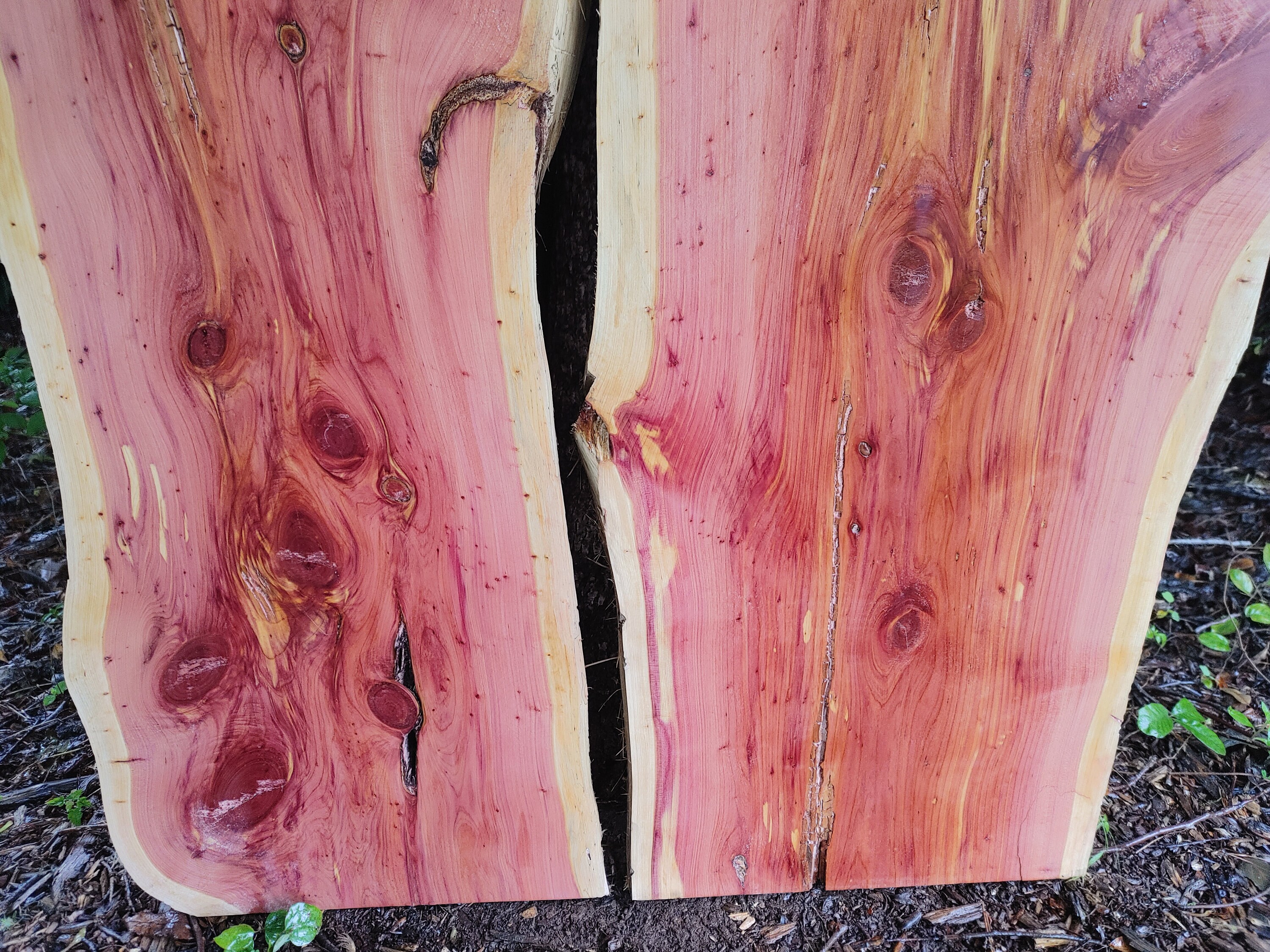 SPALTED CEDAR SLABS (2) (live Edge) River Table Set (thick Slabs) Epoxy ...