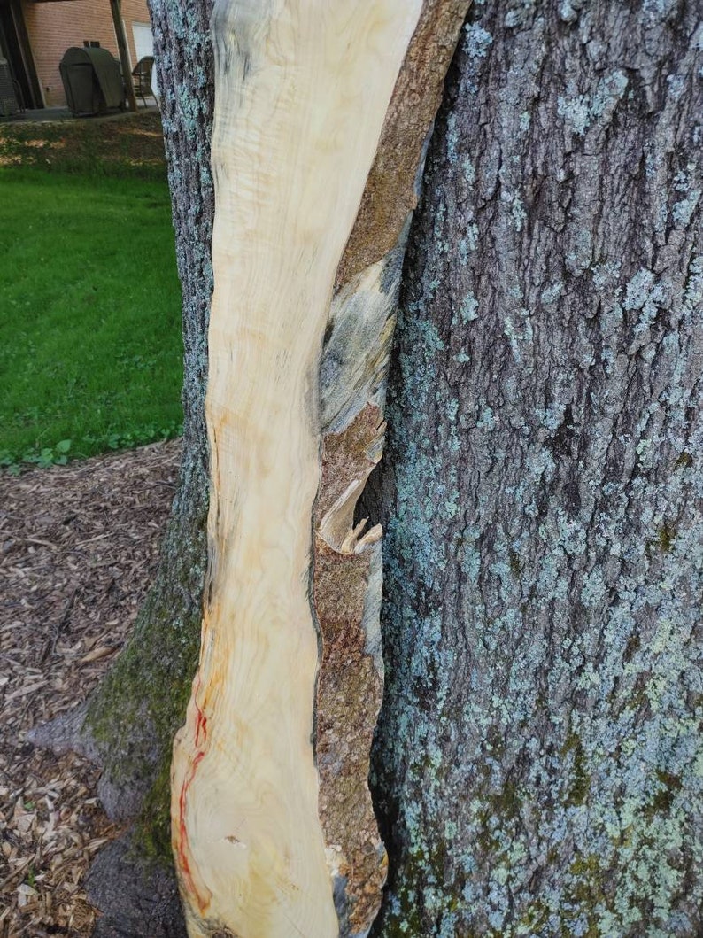 Box Elder Maple live Edge Red Flame Wood thick Slab - Etsy