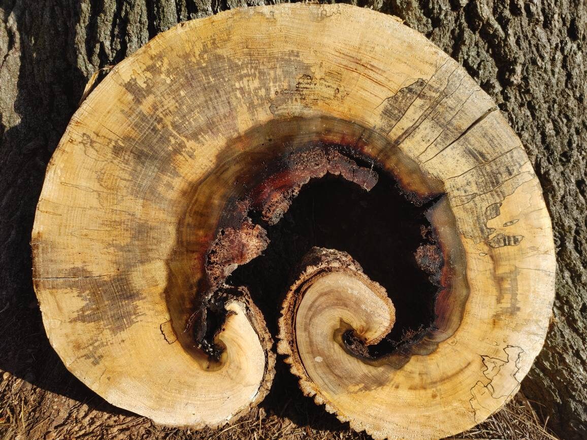 RAINBOW POPLAR Slab (live Edge) (tree Slice, Wood Cookie, Table Top ...