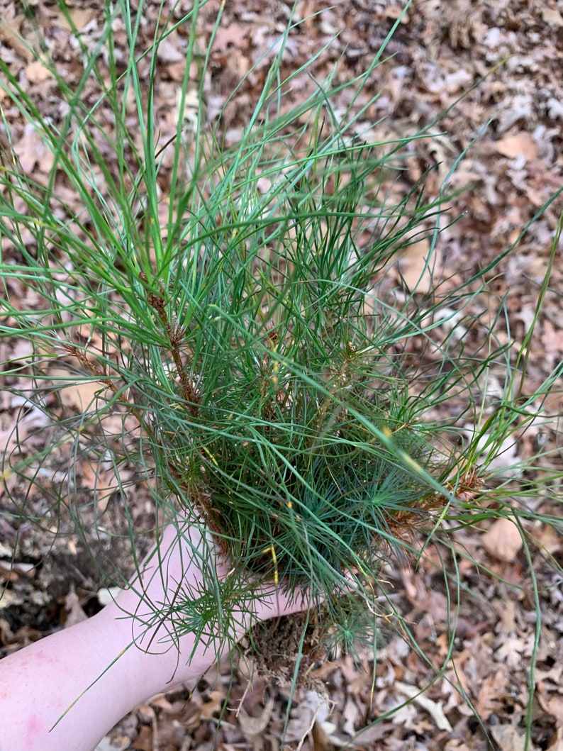 Baby Green Pine Tree Small Live Sapling - Etsy