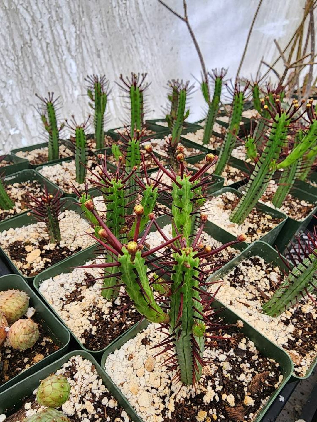 Euphorbia Enopla - Etsy