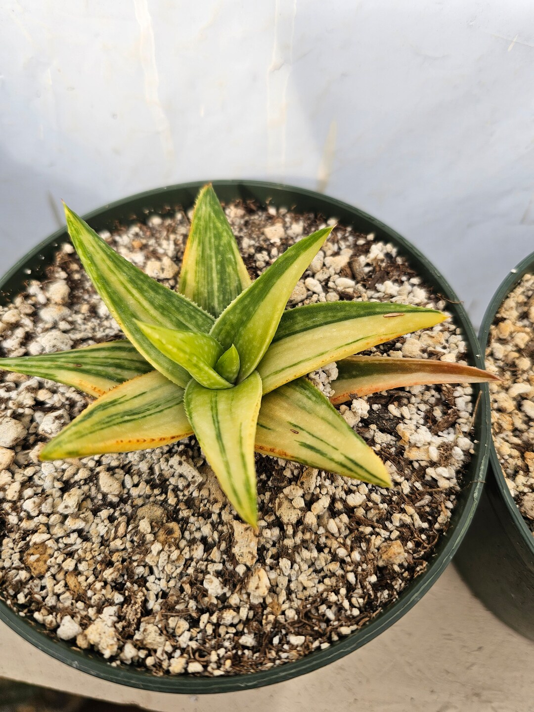 Gasteraloe Green Gold - Etsy
