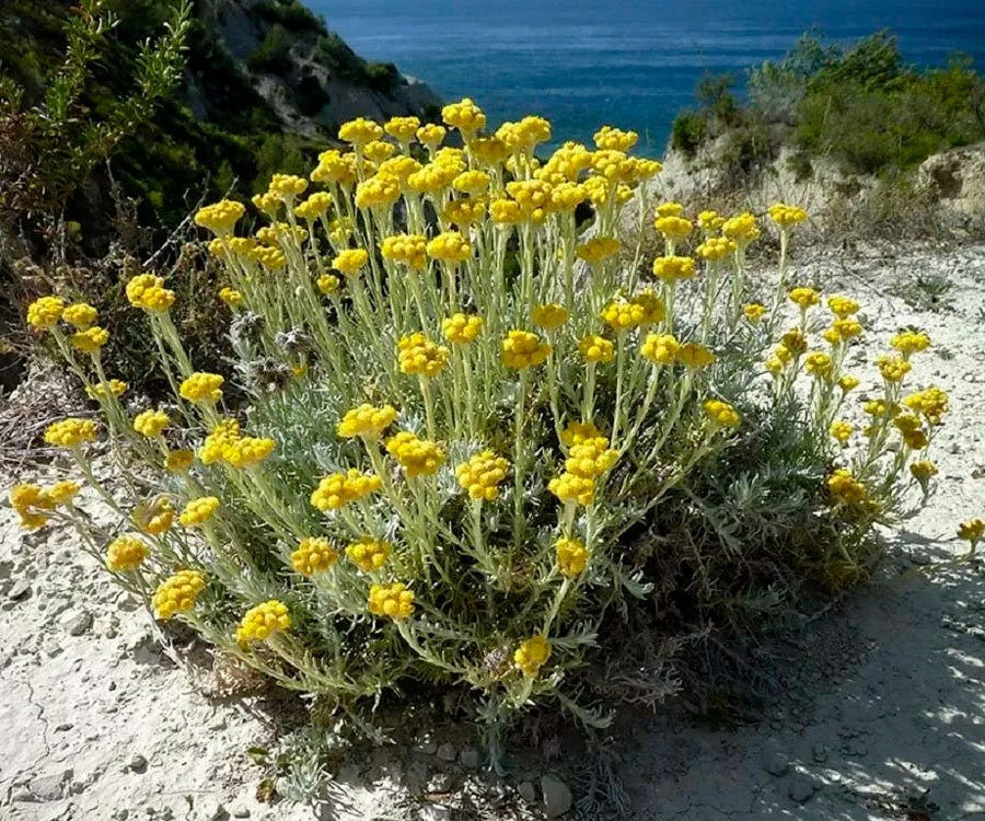 Helichrysum Immortelle Dried Flowers 4 OZ 113 Grams Sandy Immortelle ...