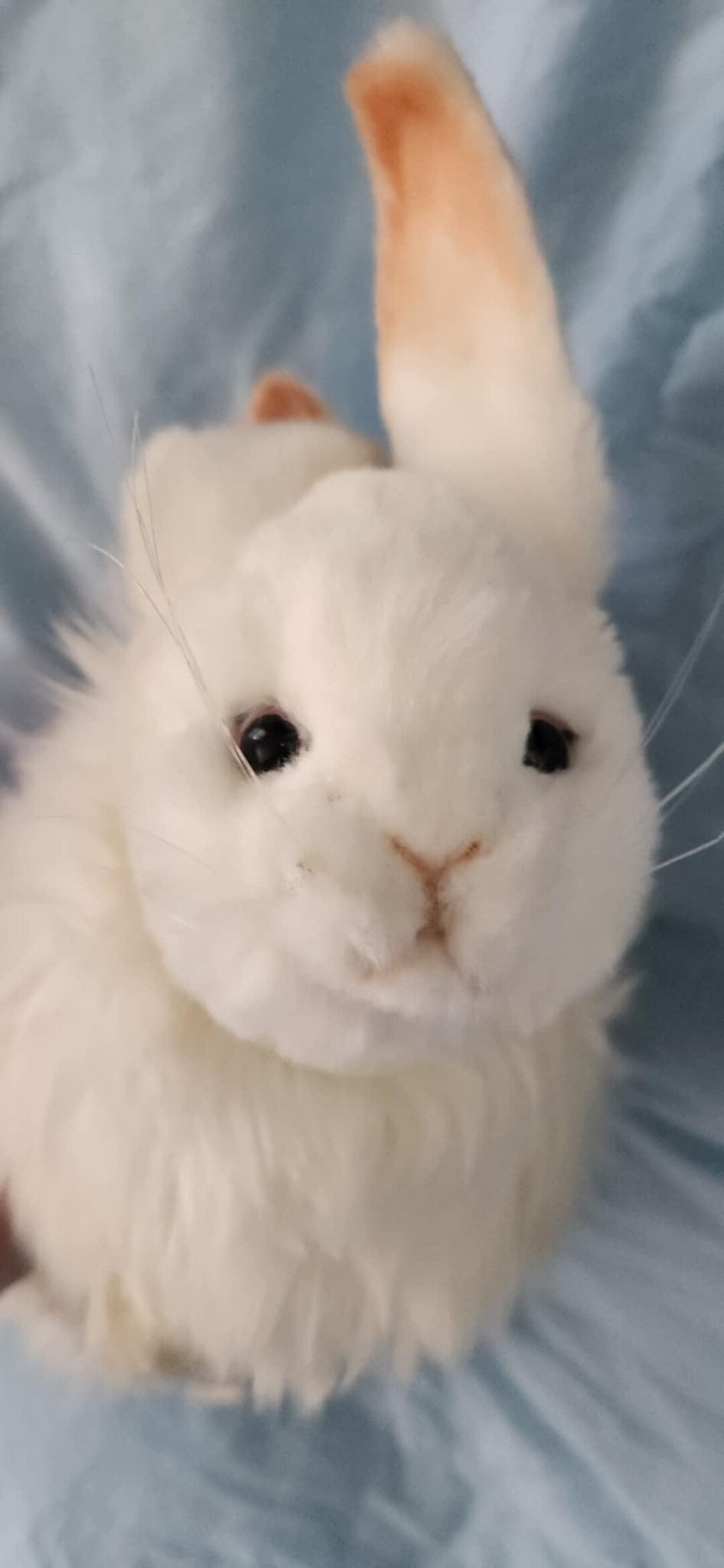 Hansa Realistic Plush White Rabbit Soft - Etsy
