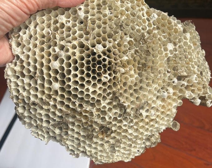 9"x8" Approx Bald-faced Hornet Comb: Naturally Dried Nature Piece - Etsy