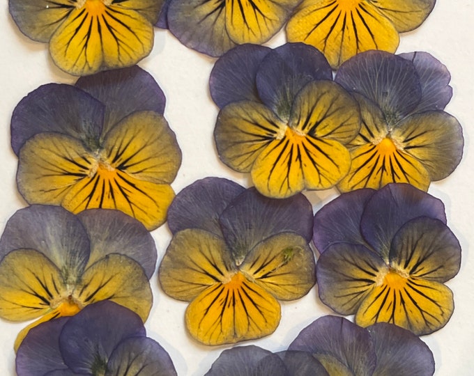 12 Pressed Dried Pansies Mix Blueish With W/yellow 1”-1.25” Average ...