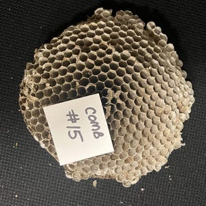 5” Bald-faced Hornet COMB. This Comb is 5" Round. Very Lovely Piece of ...