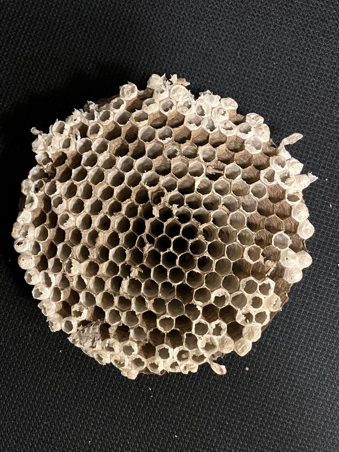 5” Bald-faced Hornet COMB. This Comb is 5" Round. Very Lovely Piece of ...