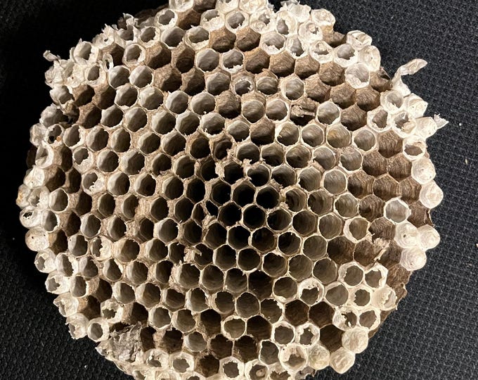 5” Bald-faced Hornet COMB. This Comb is 5" Round. Very Lovely Piece of ...