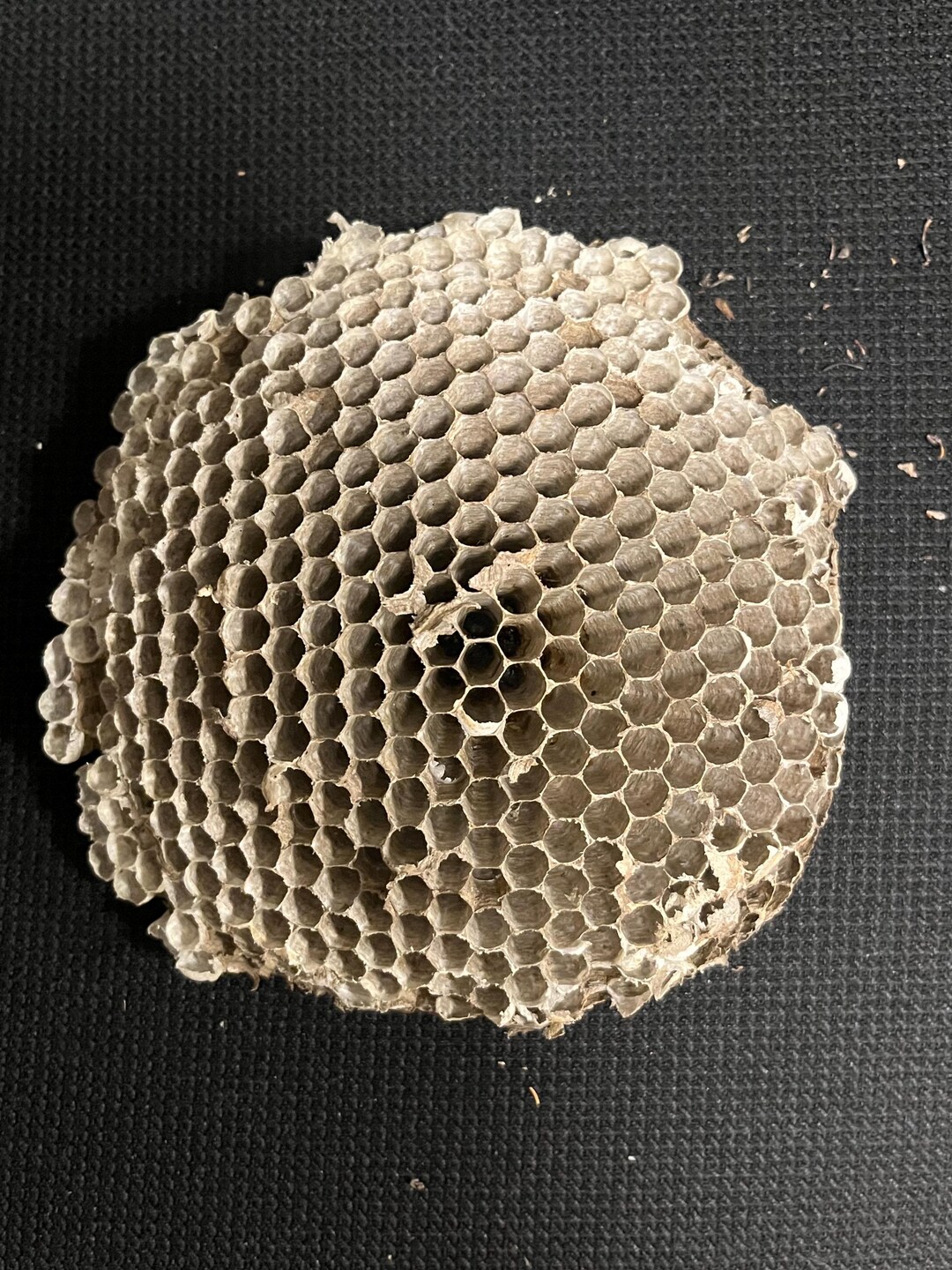5” Bald-faced Hornet COMB. This Comb is 5" Round. Very Lovely Piece of ...