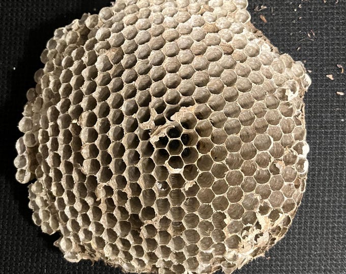 5” Bald-faced Hornet COMB. This Comb is 5" Round. Very Lovely Piece of ...
