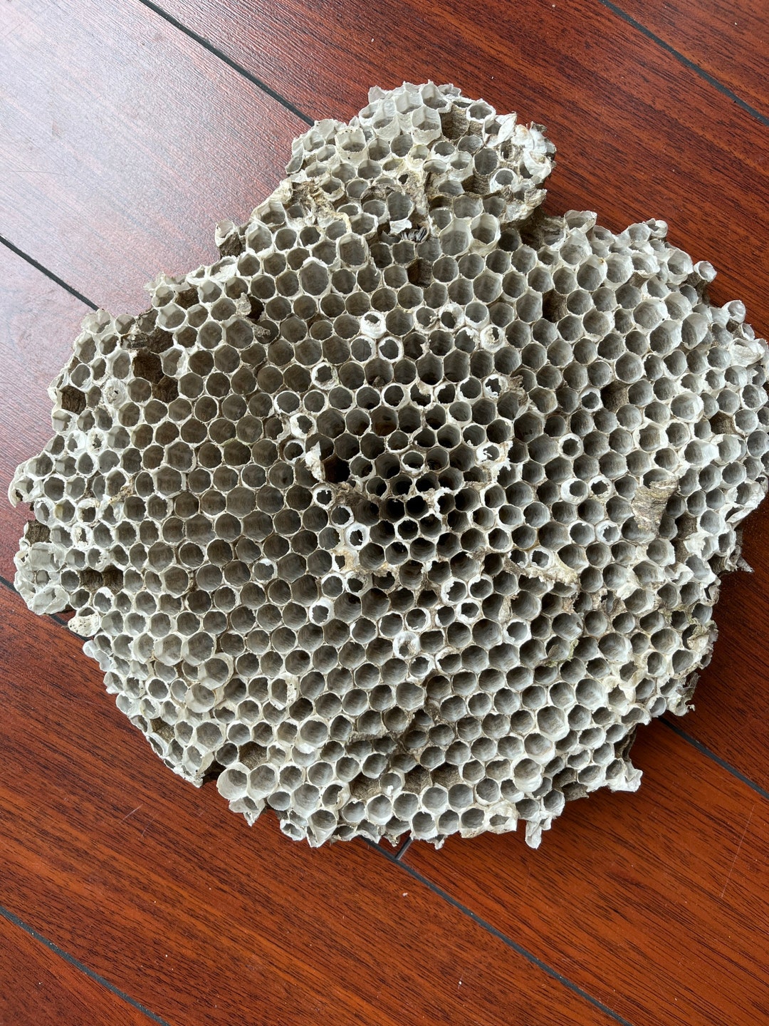 Naturally Dried Bald-faced Hornet Comb (7.5"x 6") - Etsy