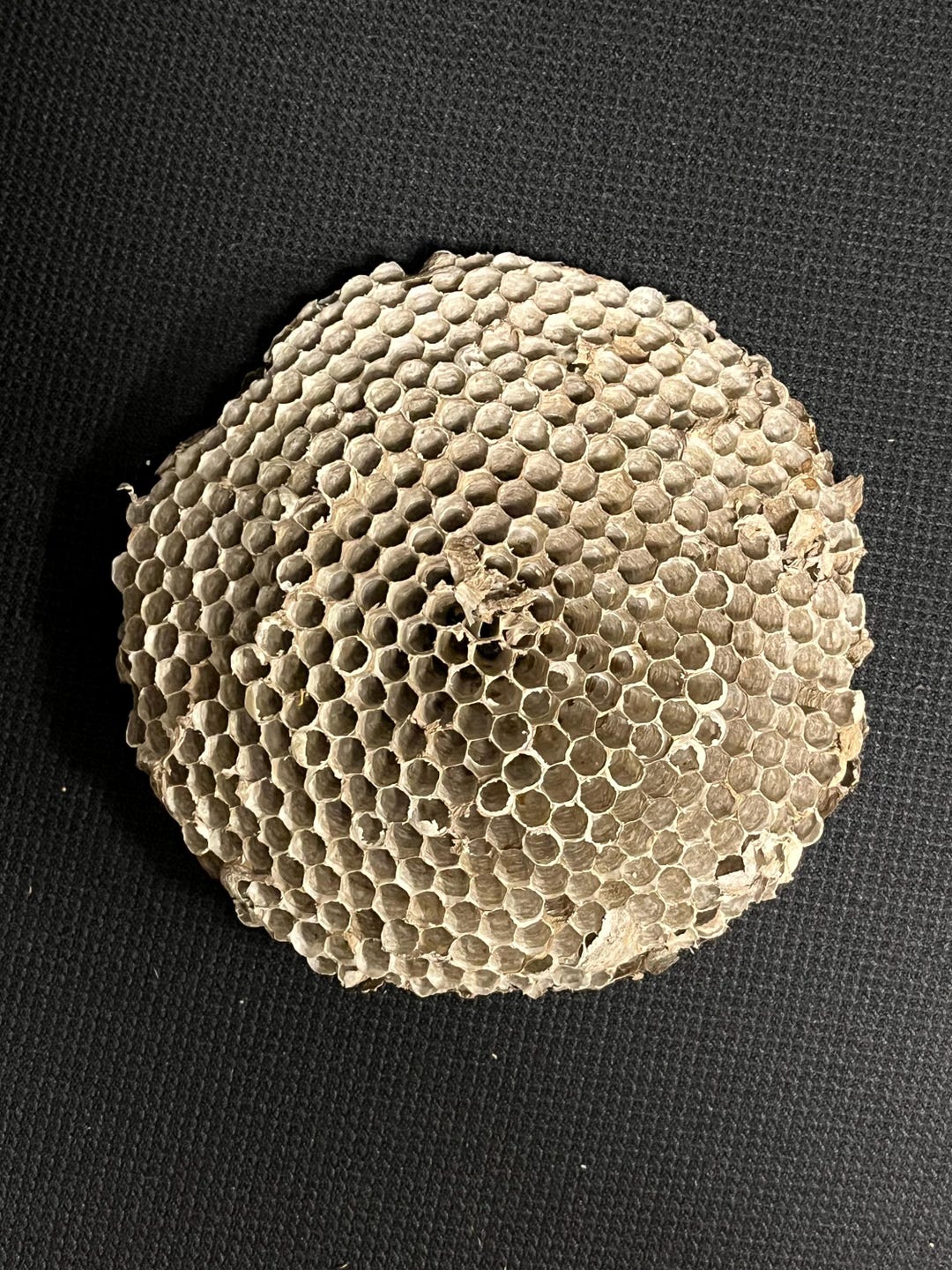 5” Bald-faced Hornet COMB. This Comb is 5" Round. Very Lovely Piece of ...