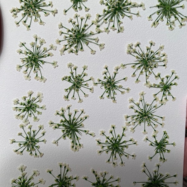 Queen Annes Lace - Etsy